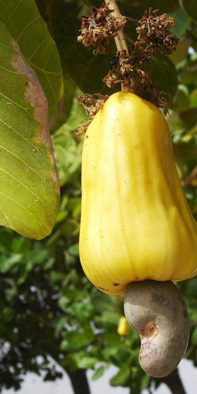 L'ANACARDE - Sunstream Irrigation